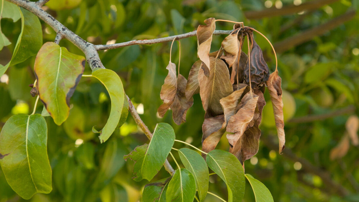 5 Common Tree Diseases: Their Causes and How to Identify Them - Chart ...