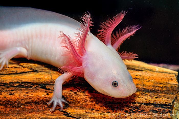 Facts About Axolotl - Chart Attack