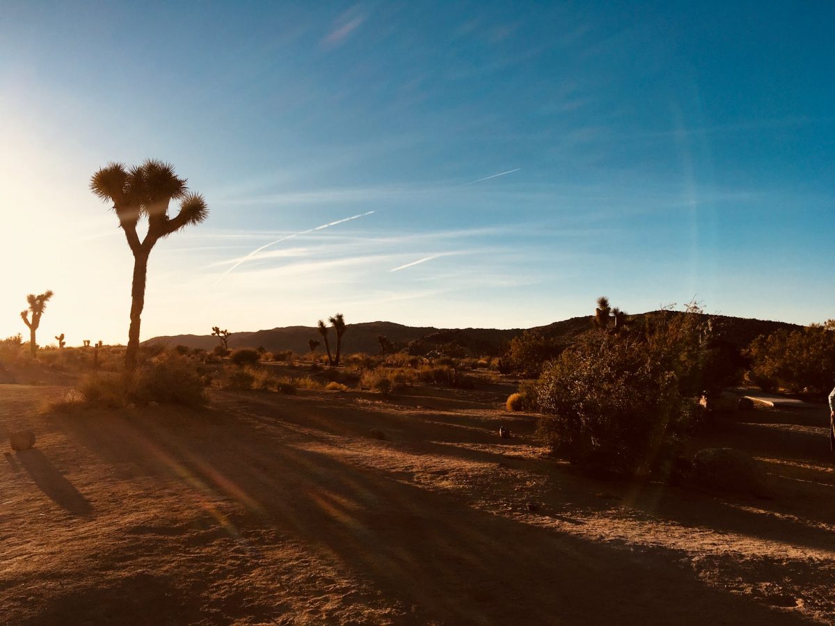 The Perfect 1-Day Itinerary for a Quick Trip to Joshua Tree - 2025 ...