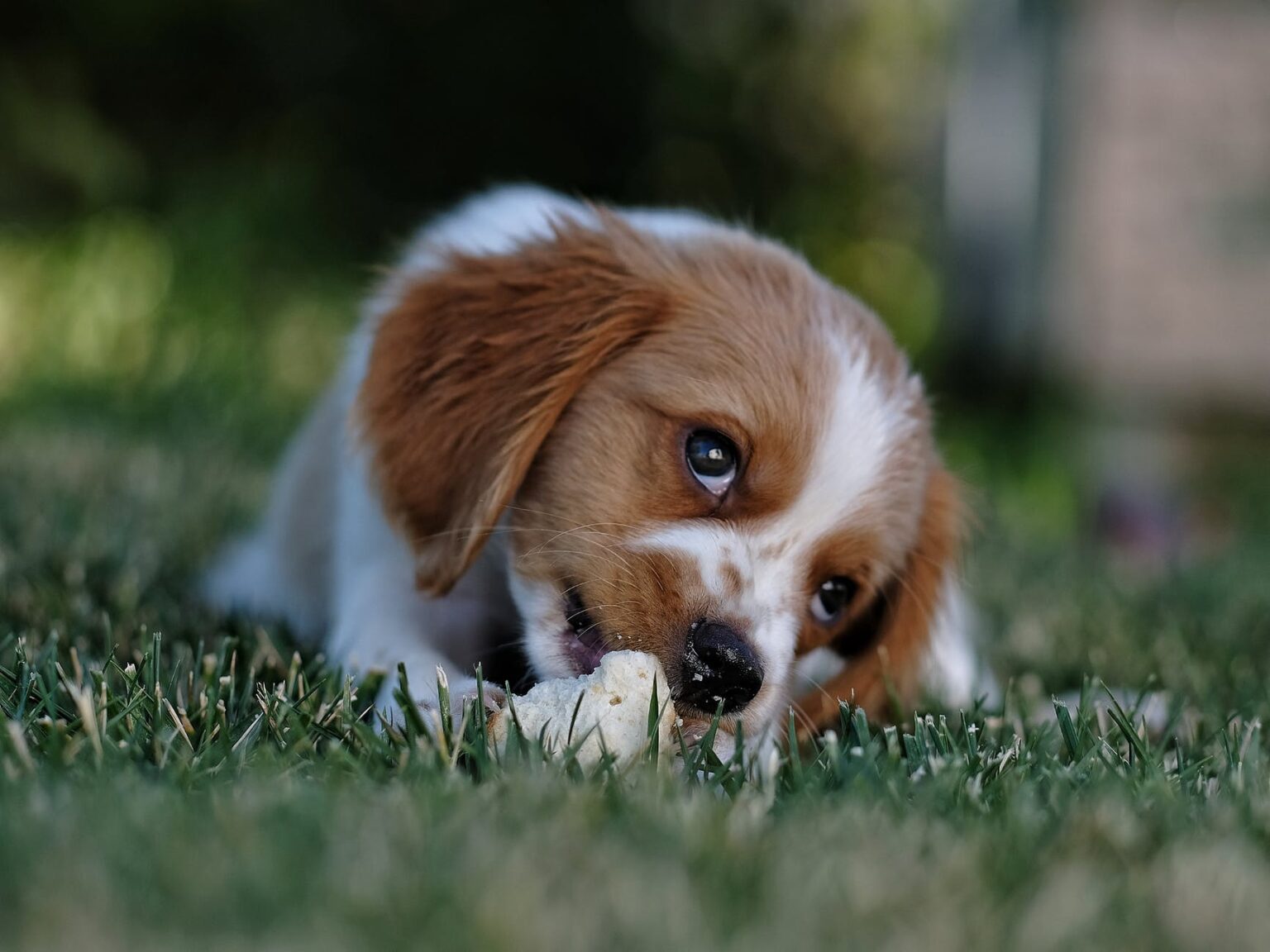 5 Alternative Meats For Dogs Allergic To Chicken - Chart Attack