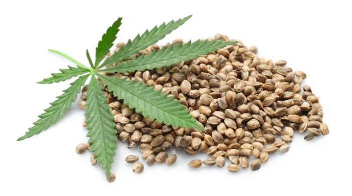 Understanding The Types of Marijuana Seeds Available - Chart Attack