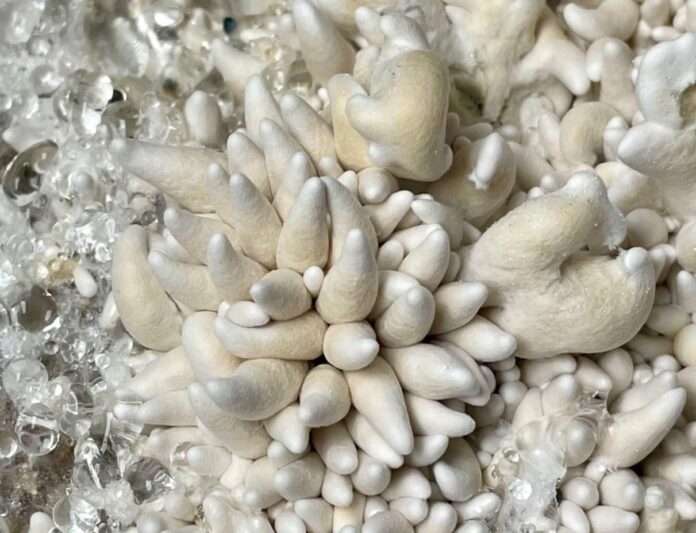 Understanding The Popular Psilocybe Cubensis Strains And Their Features ...
