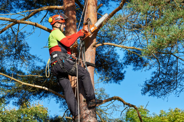 The Tree Whisperer: Why Hiring an Arborist Is Essential - Chart Attack