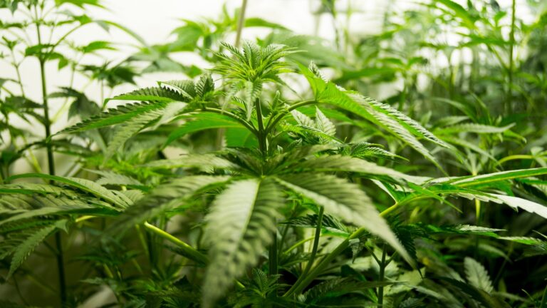 Unlocking the Power of THCA: A Comprehensive Guide - Chart Attack