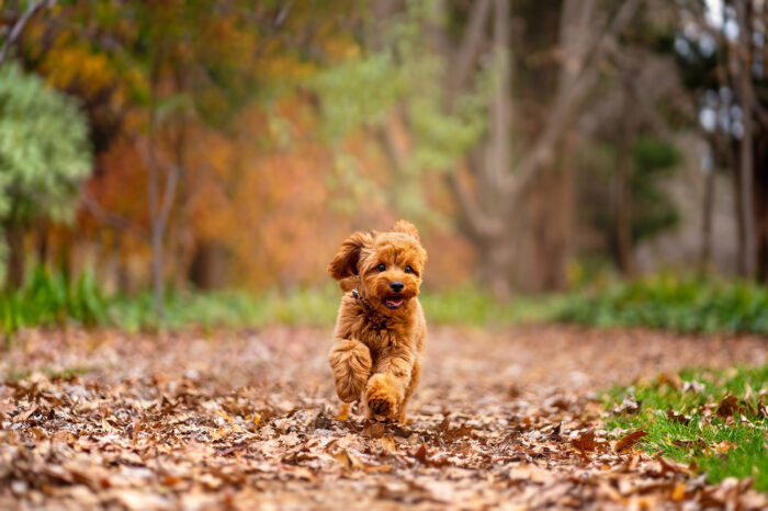 How to Raise a Well-Behaved Poodle? Training Tips for New Owners ...