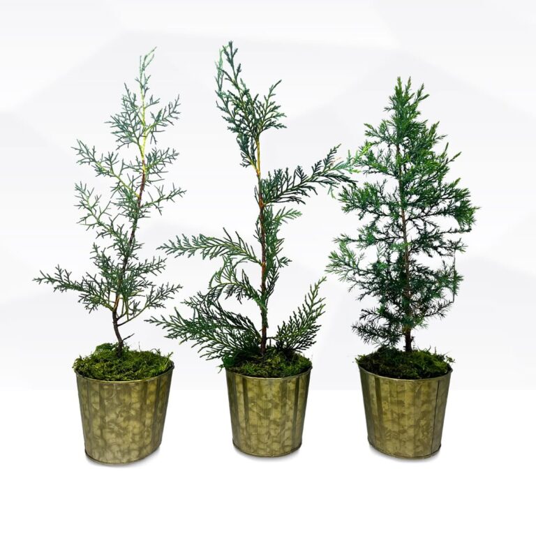 Understanding the Meaning and Significance of Sympathy Trees - Chart Attack